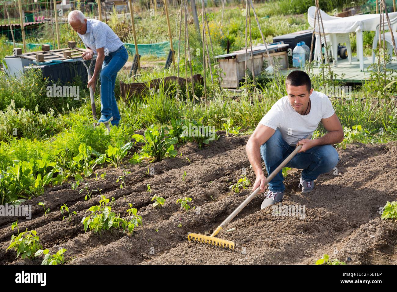 Elderly father and adult son work in the garden Stock Photo - Alamy