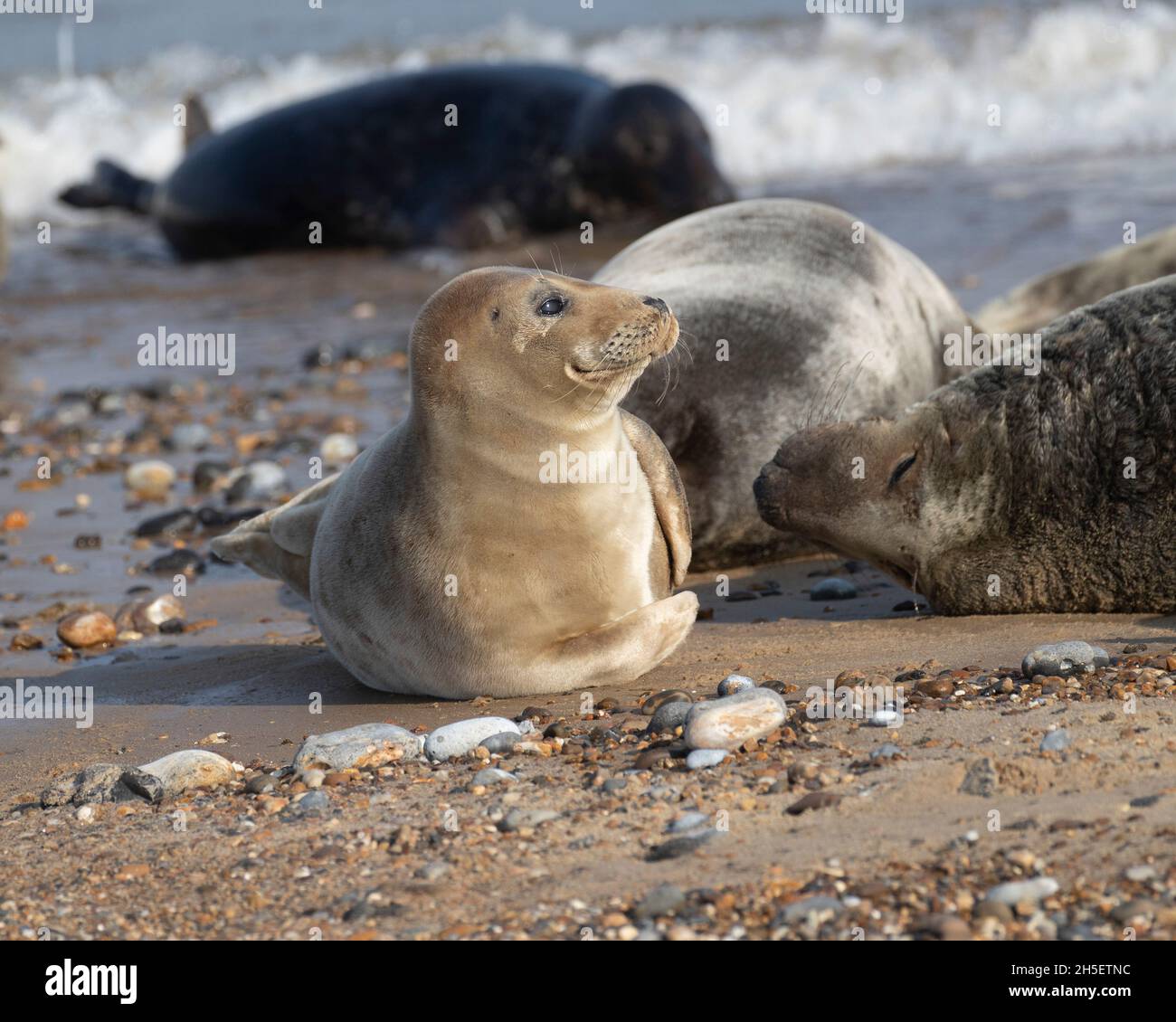 Female Grey Seal resting on beach Stock Photo - Alamy