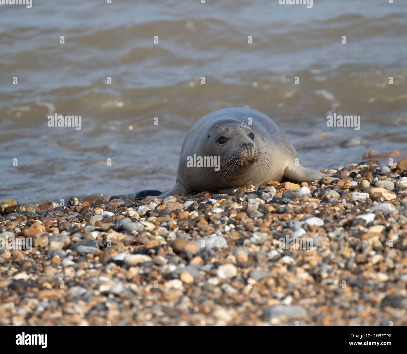 Female Grey Seal resting on beach Stock Photo - Alamy
