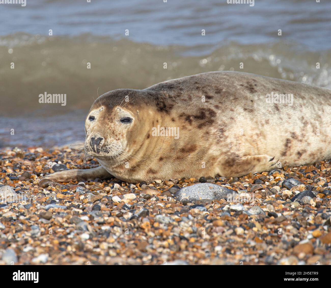 Female Grey Seal resting on beach Stock Photo - Alamy