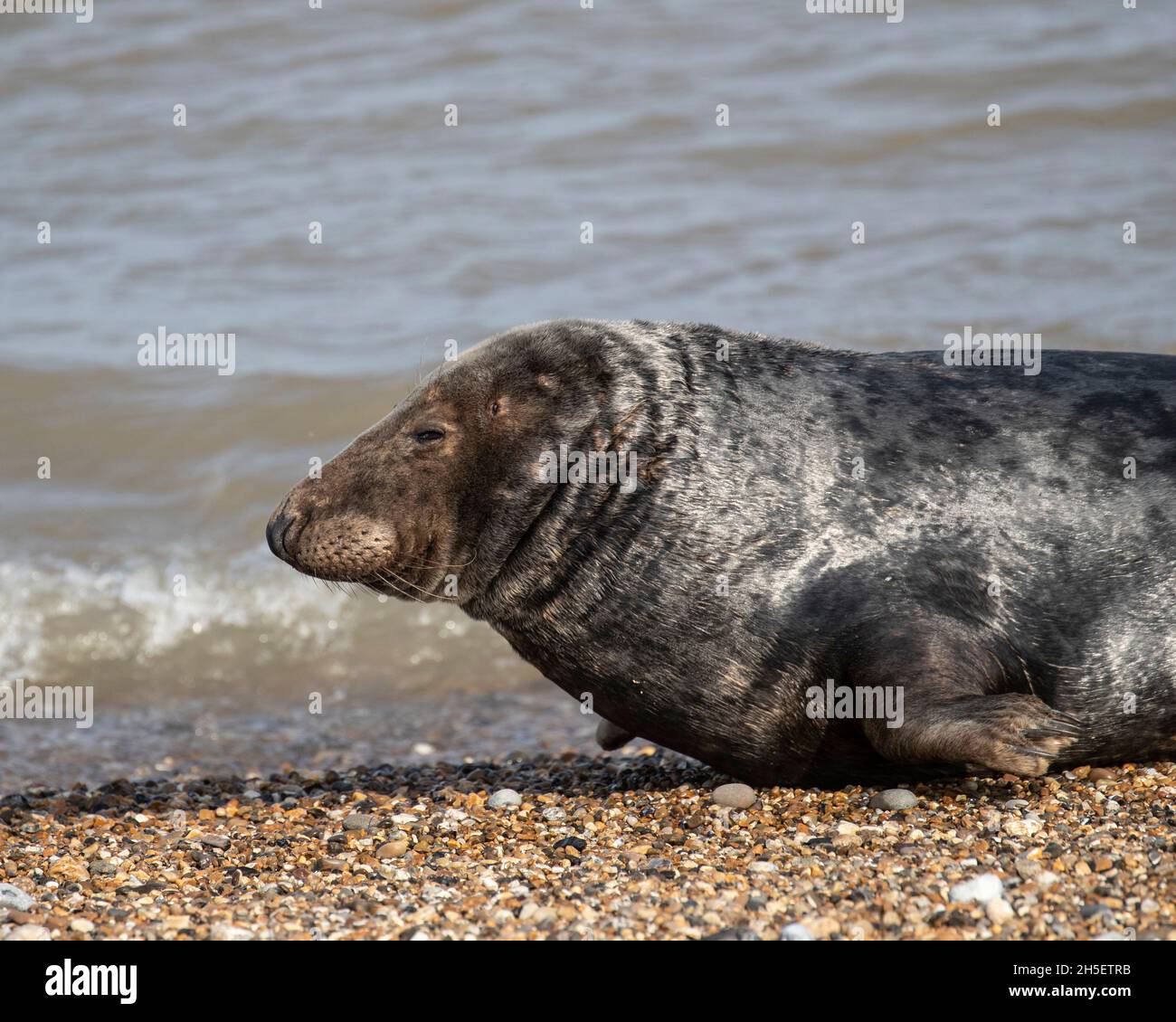 Seals on shore at norfolk hi-res stock photography and images - Alamy