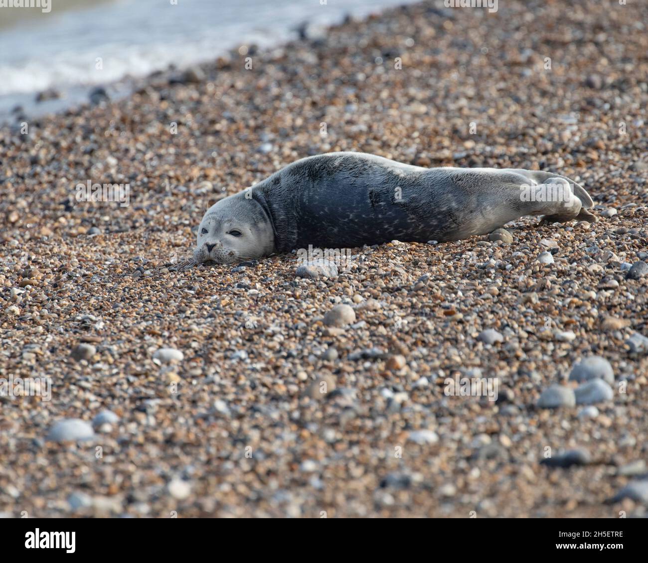 Female Grey Seal resting on beach Stock Photo - Alamy