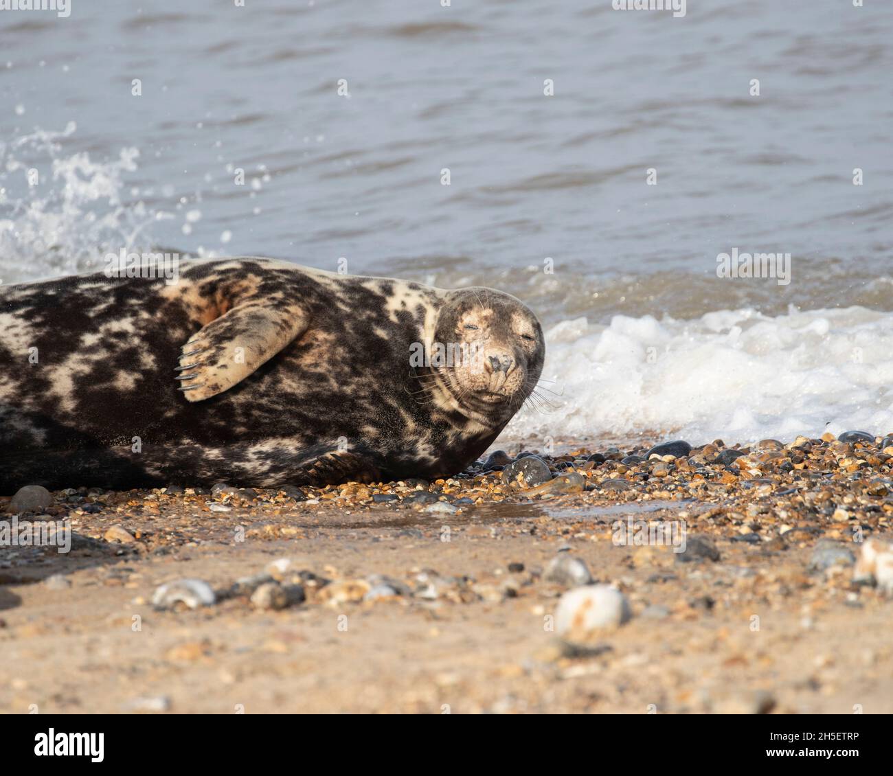 Female Grey Seal resting on beach Stock Photo - Alamy