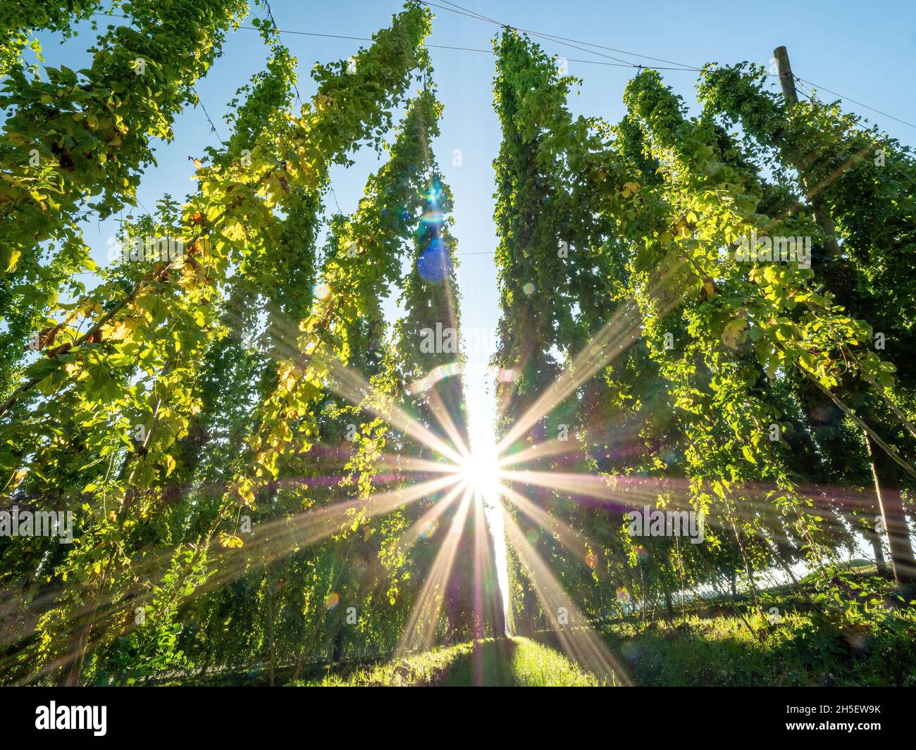 Hop fields with sun star between the hops fields Stock Photo - Alamy