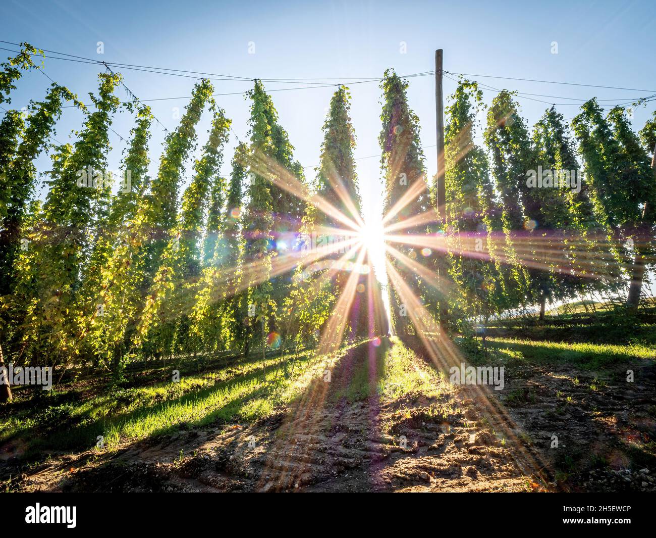 Hops fields hi-res stock photography and images - Alamy