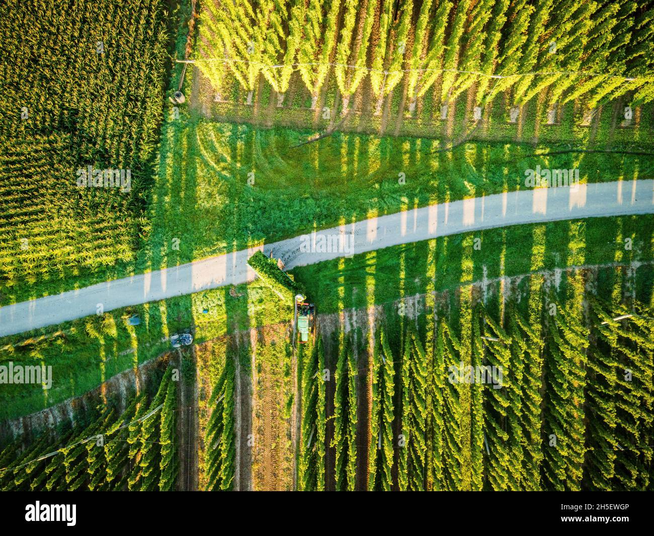 Hop harvest period in Bavaria Stock Photo - Alamy
