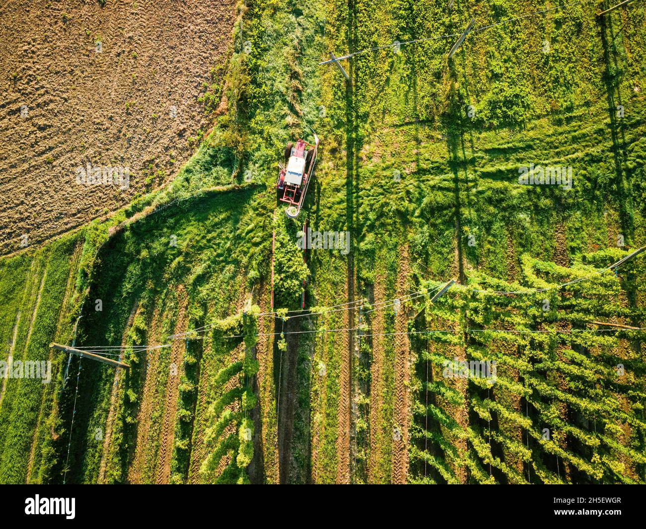 Hop farm bavaria hi-res stock photography and images - Alamy