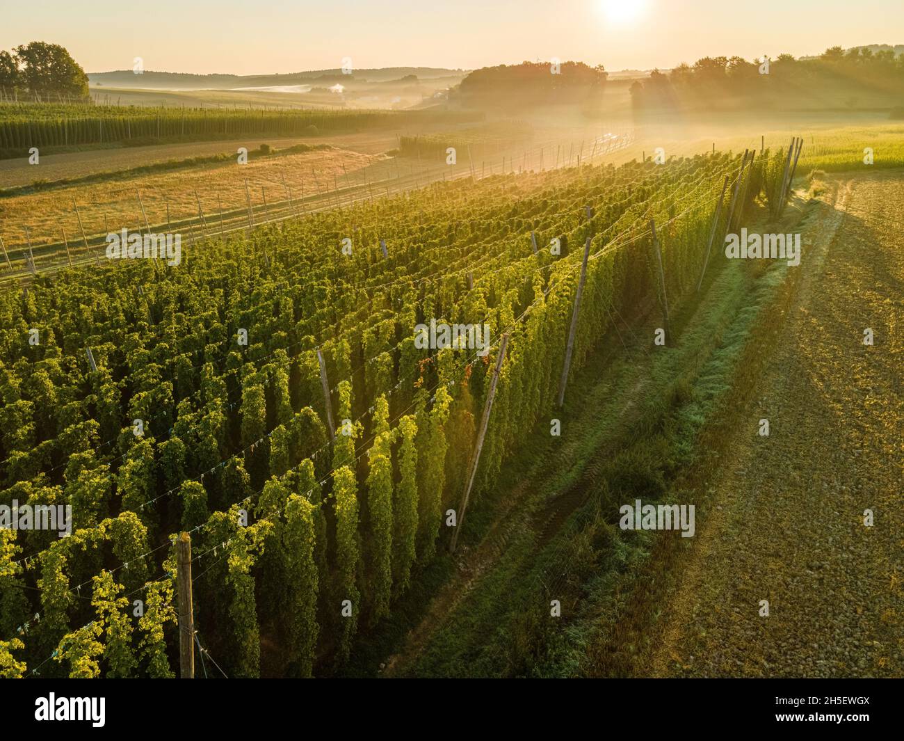 Hop fields before harvesting period Stock Photo - Alamy