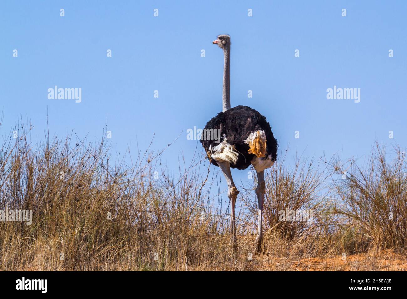 African Ostrich rear view isolated in blue sky in Kgalagadi ...