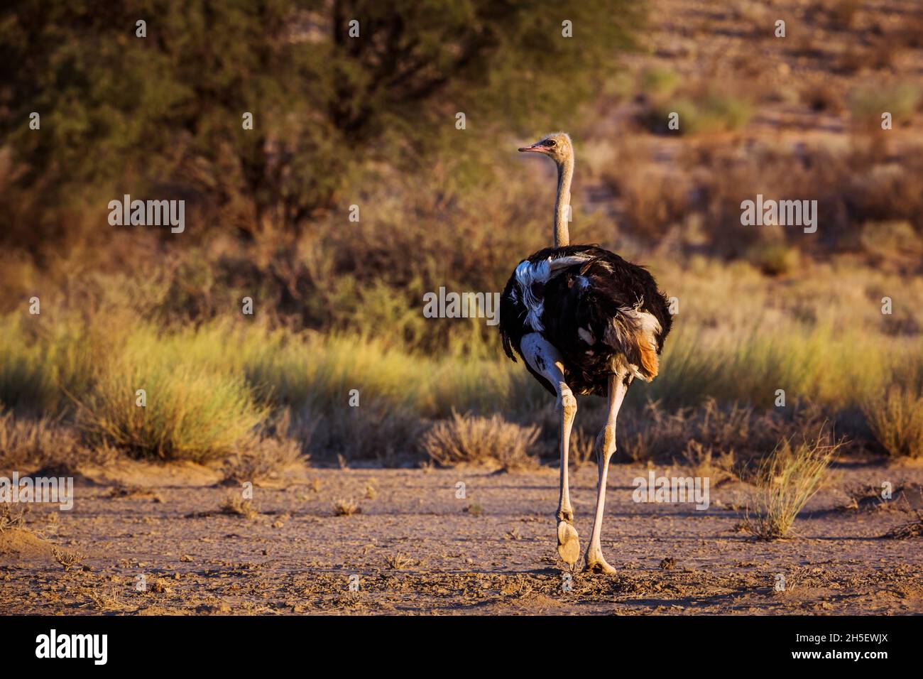 African Ostrich walking rear view at dawn in Kgalagadi transfrontier ...