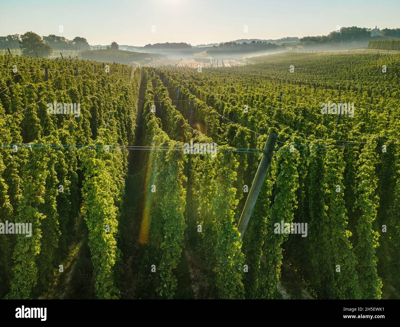 Hop fields before harvesting period Stock Photo - Alamy