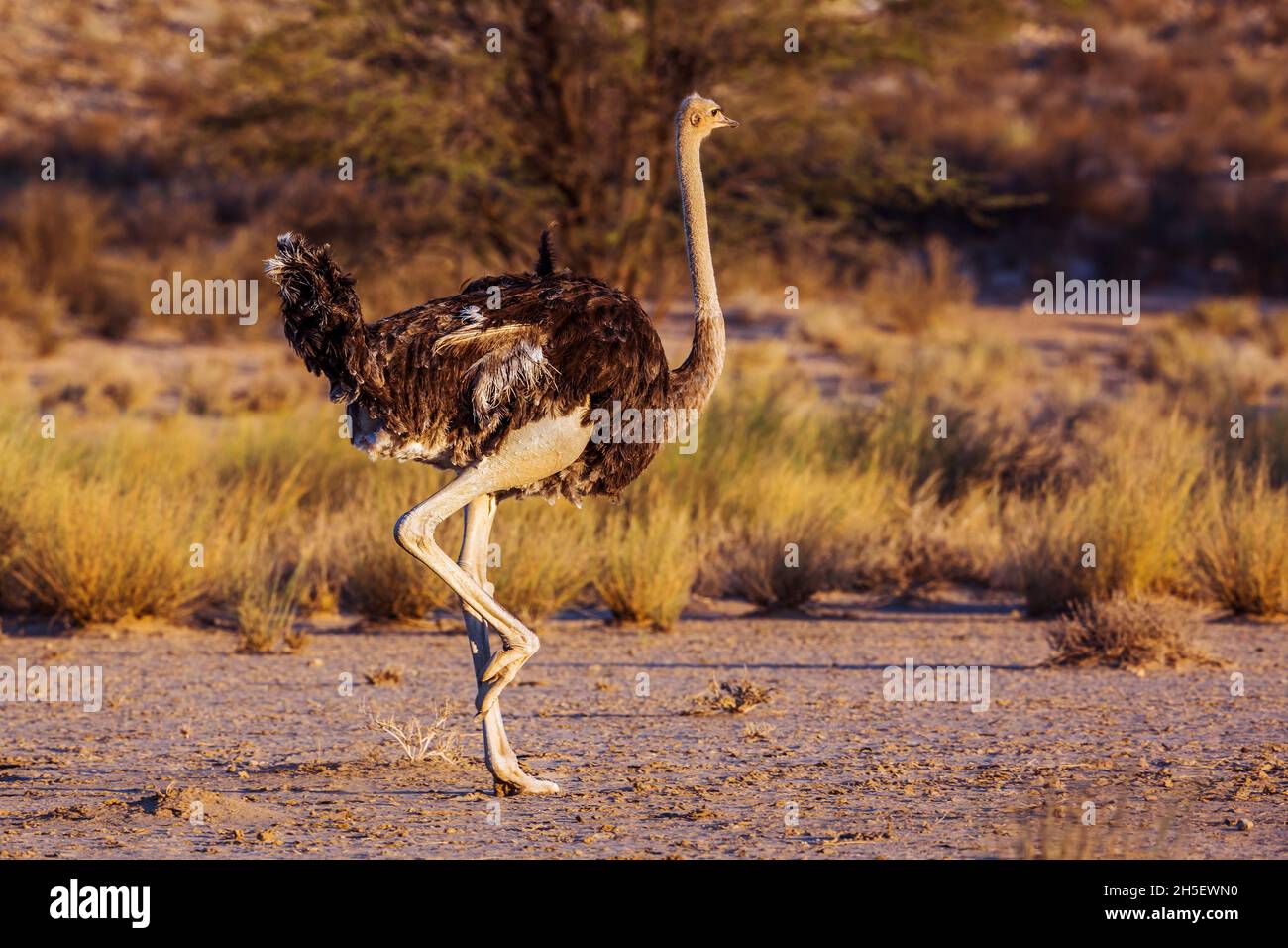 African Ostrich female walking at dawn in Kgalagadi transfrontier park ...