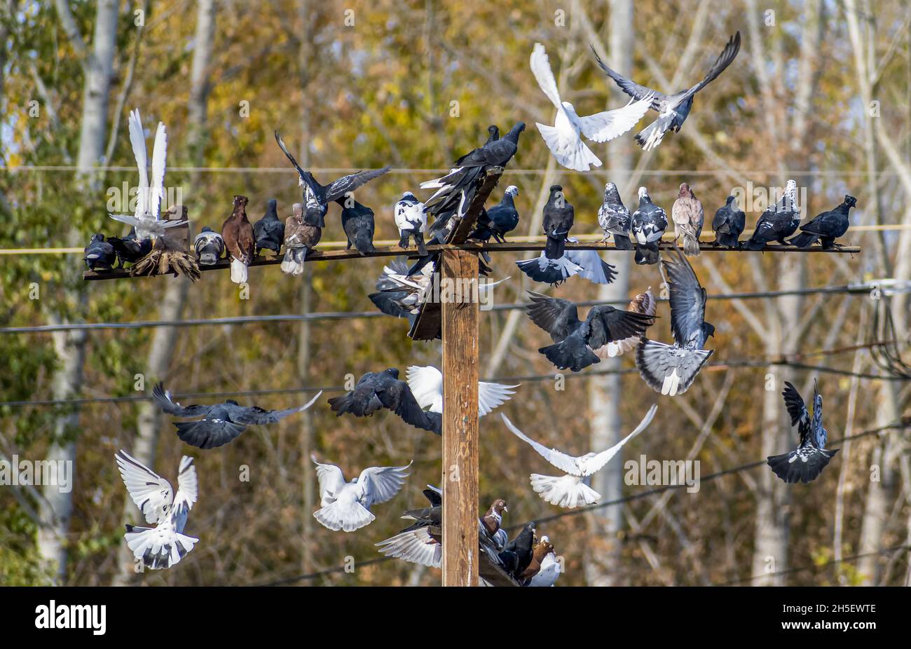 Large flock of decorative carrier pigeons lands on wooden perch and ...