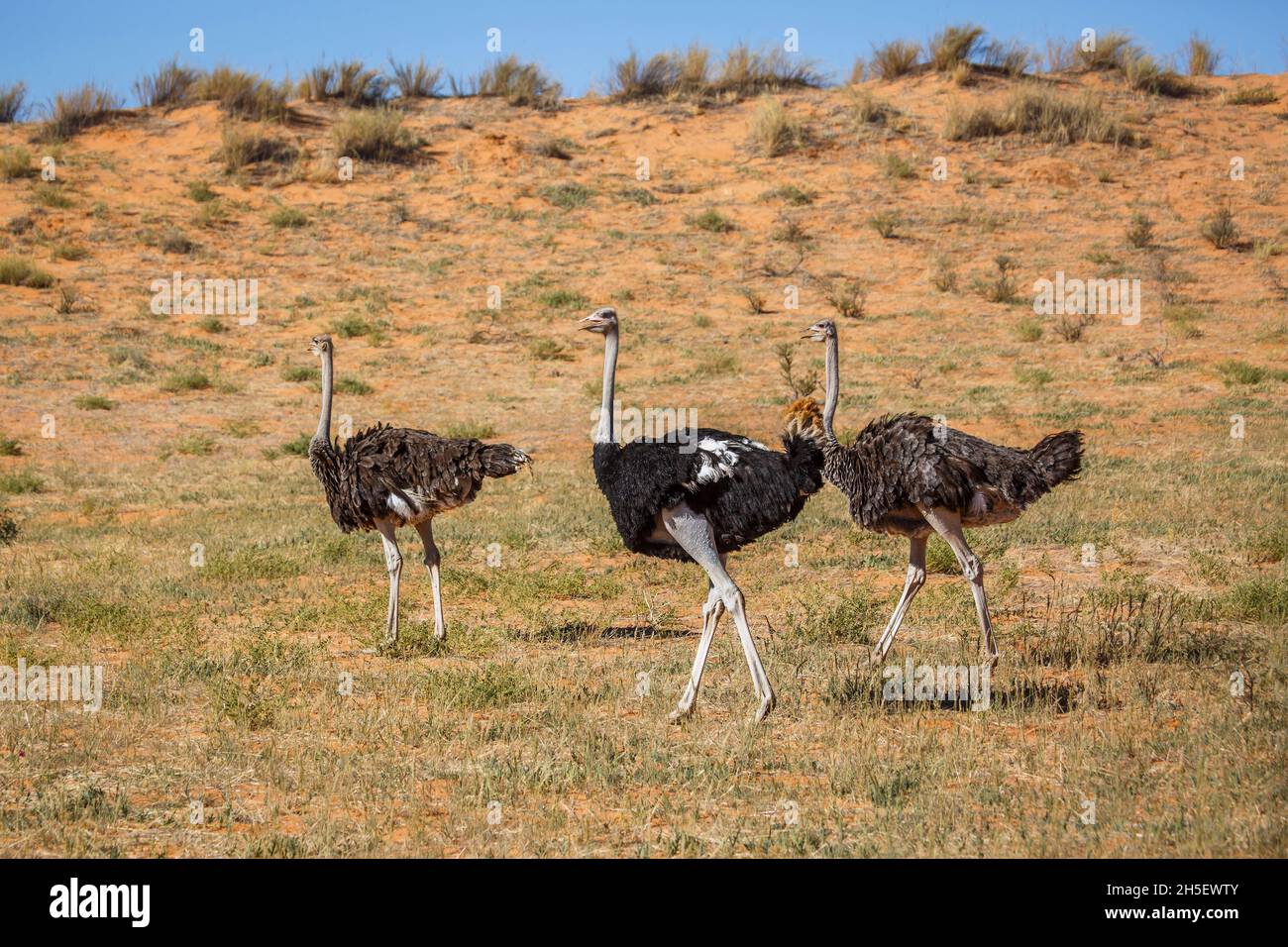 African Ostrich family walking on a dune in Kgalagadi transfrontier ...