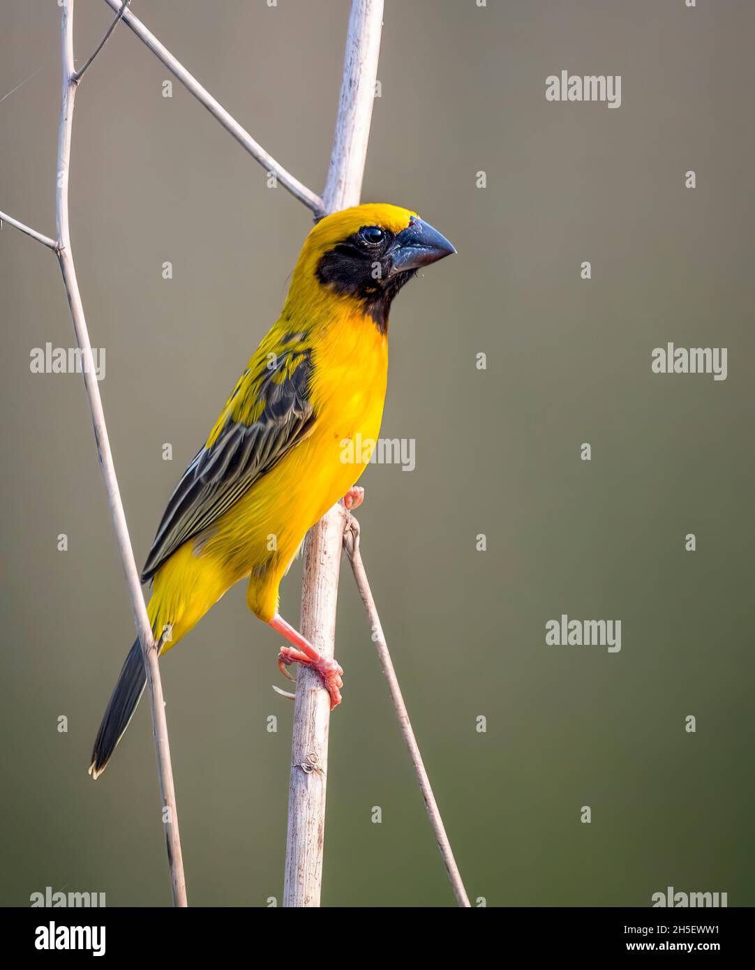 Image of bird (Asian golden weaver) on the branch on nature background ...