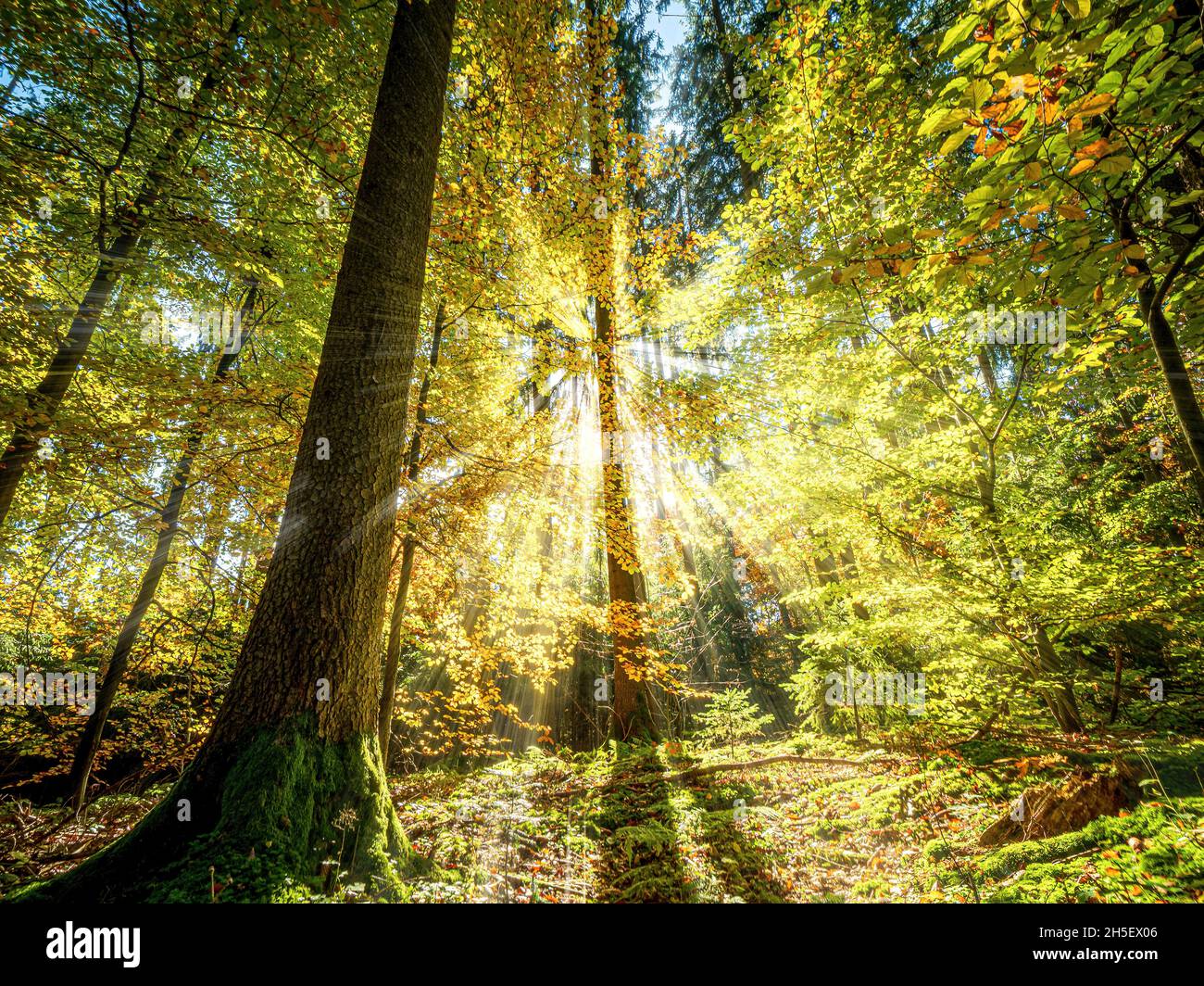 Golden October Forest Sun Light Beams Stock Photo - Alamy