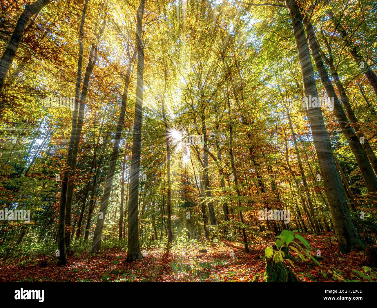 Golden October Forest Sun Light Beams Stock Photo - Alamy