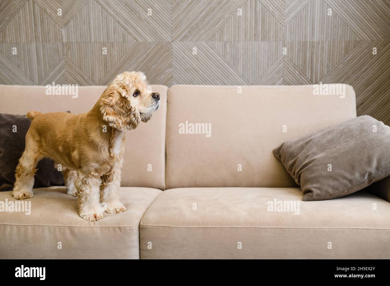 An American Cocker Spaniel stands on a beige sofa and looks away. Side ...