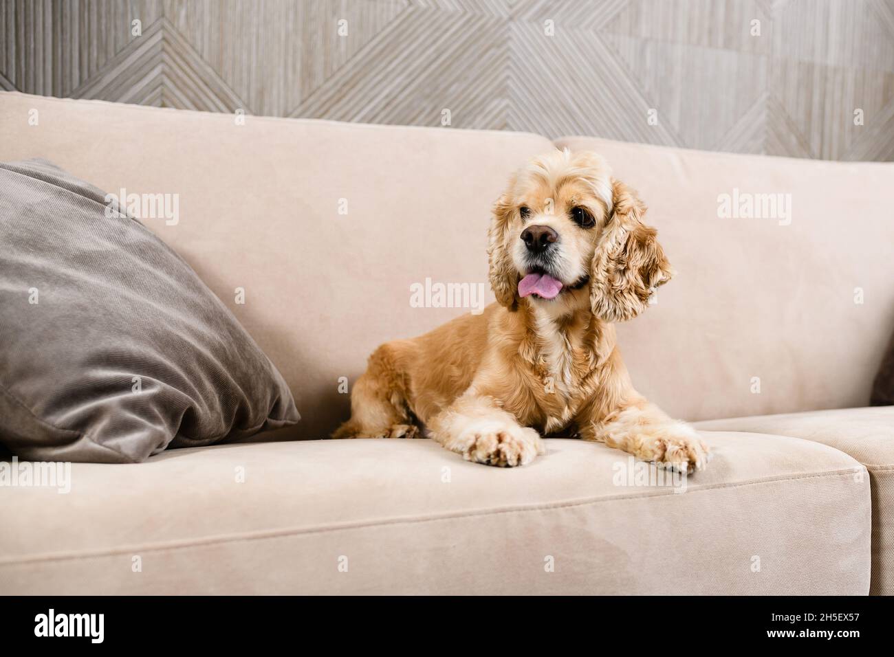 American cocker spaniel lies on a beige sofa in the living room Stock ...