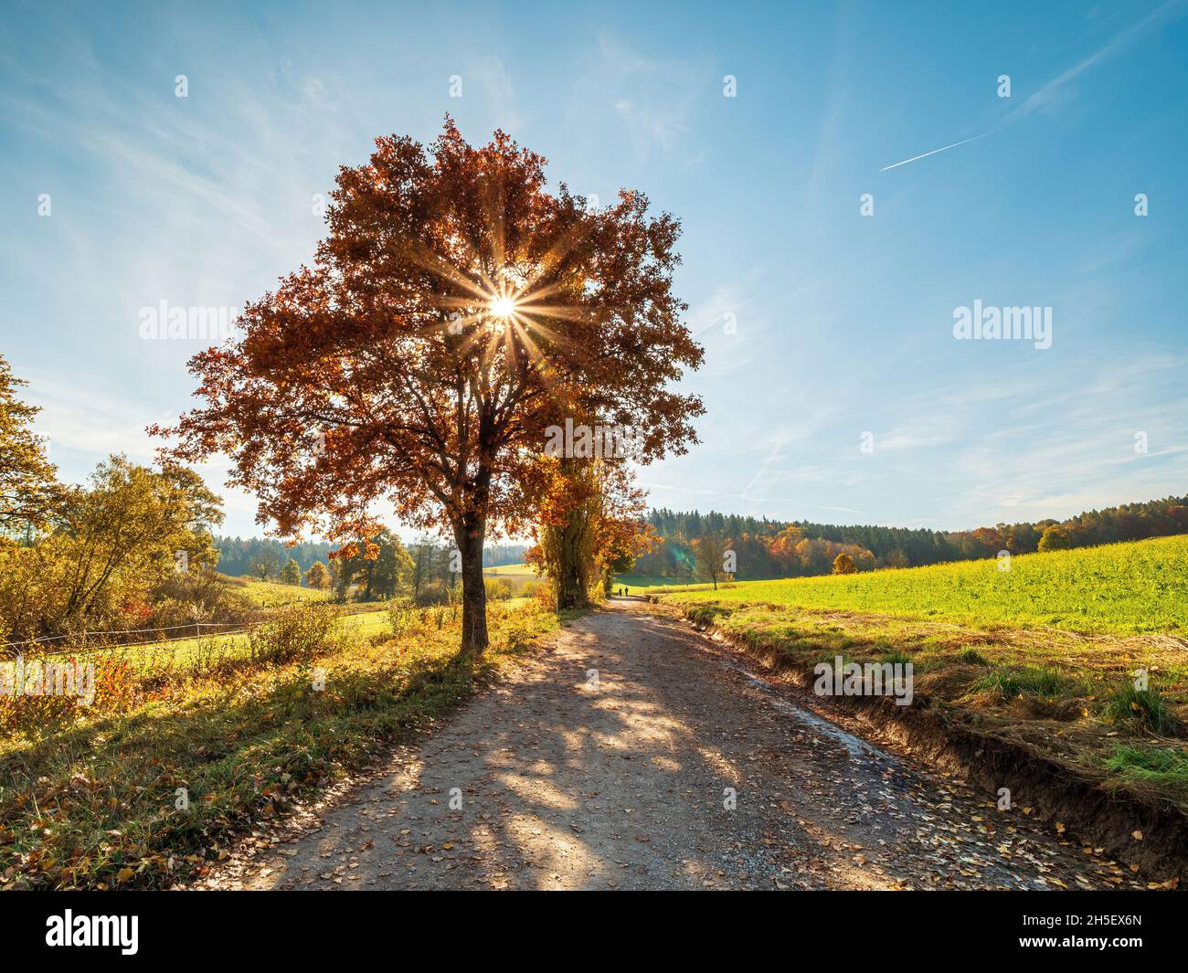 Bavarian Fall Forest Colors Stock Photo - Alamy