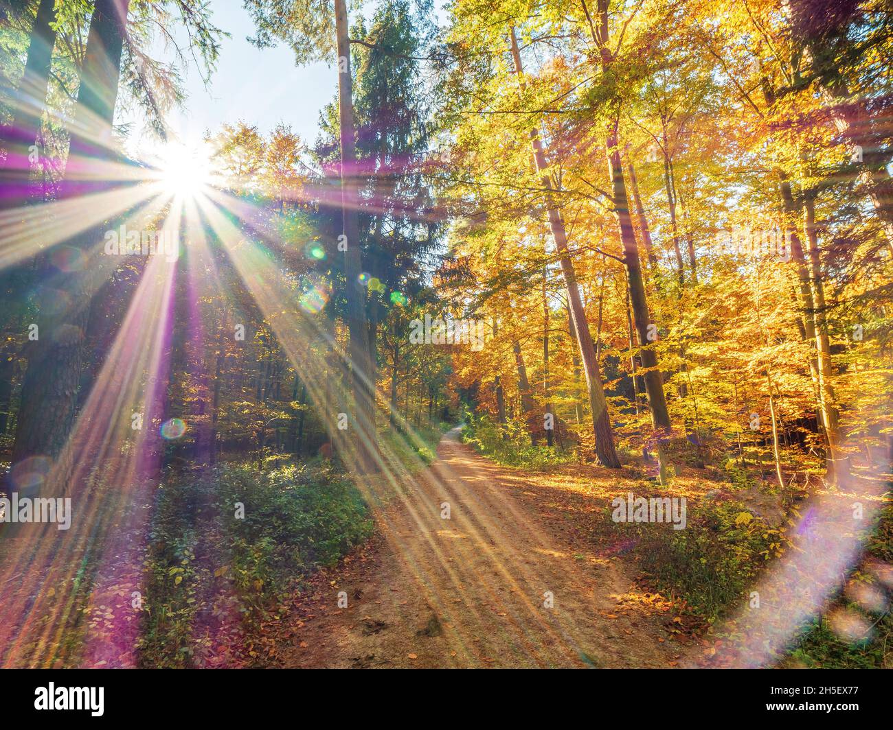 Bavarian Fall Forest Colors Stock Photo - Alamy