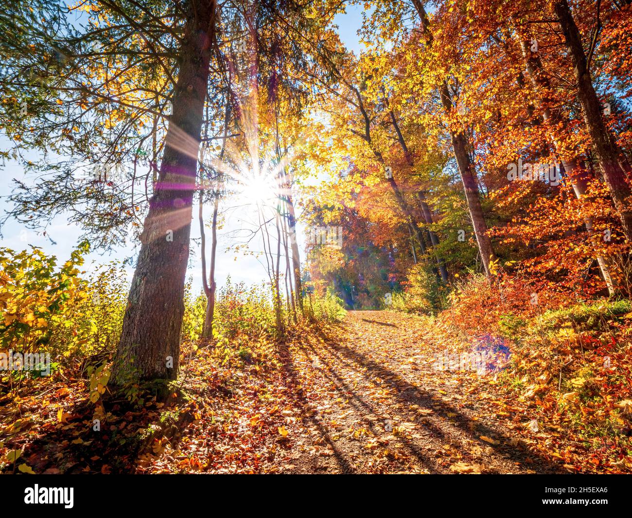Bavarian Fall Forest Colors Stock Photo - Alamy