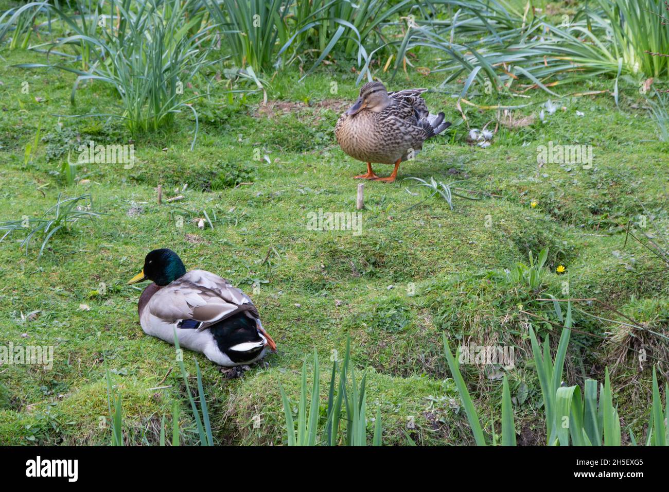 Ducks on the bank hi-res stock photography and images - Alamy