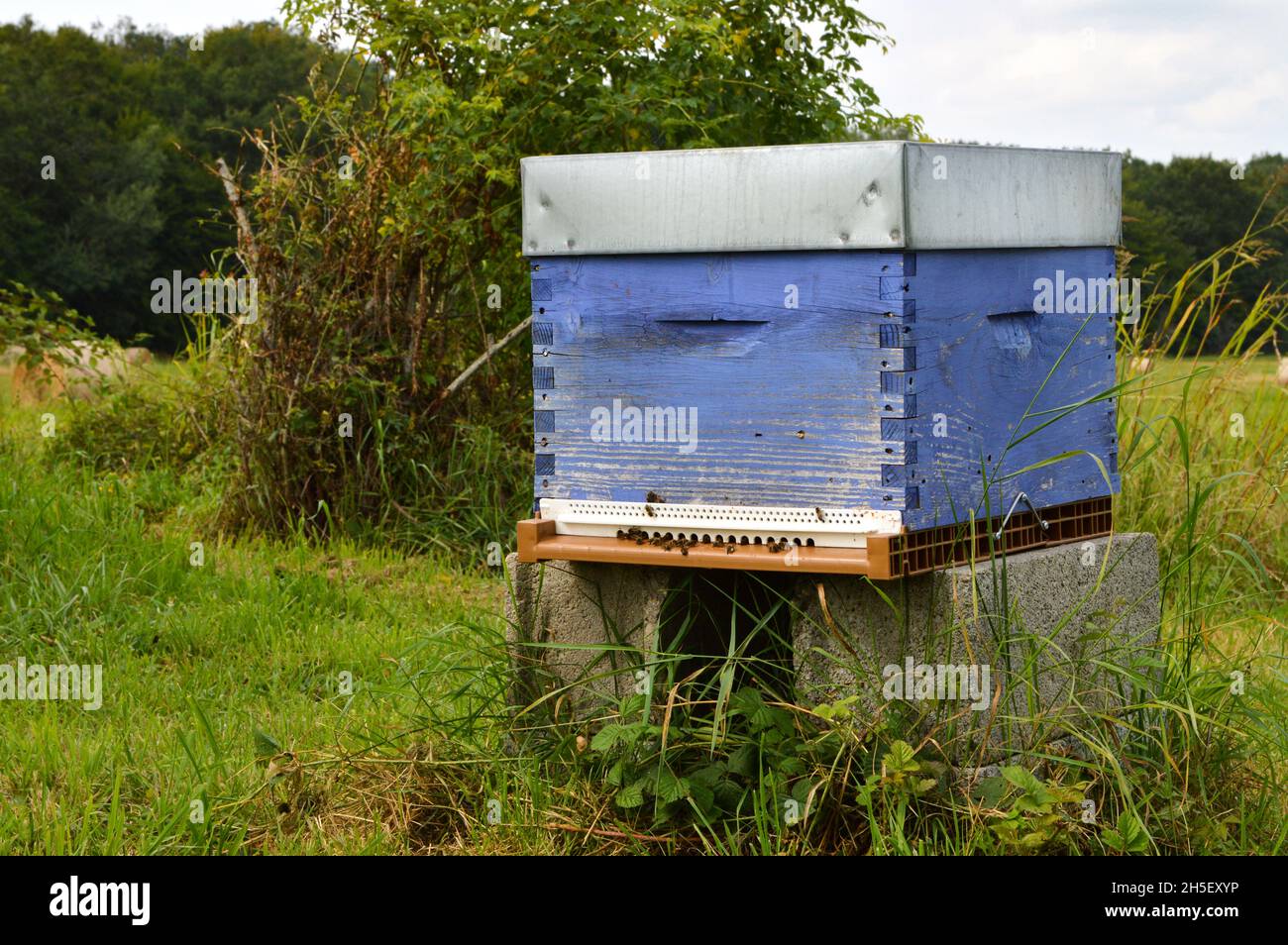 A blue beehive in the countryside Stock Photo - Alamy