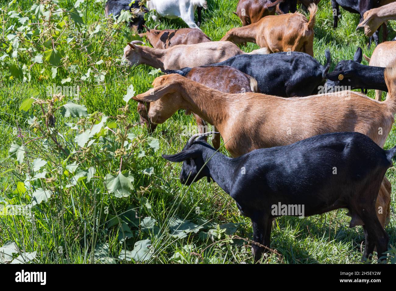 goats eating in the field Stock Photo - Alamy