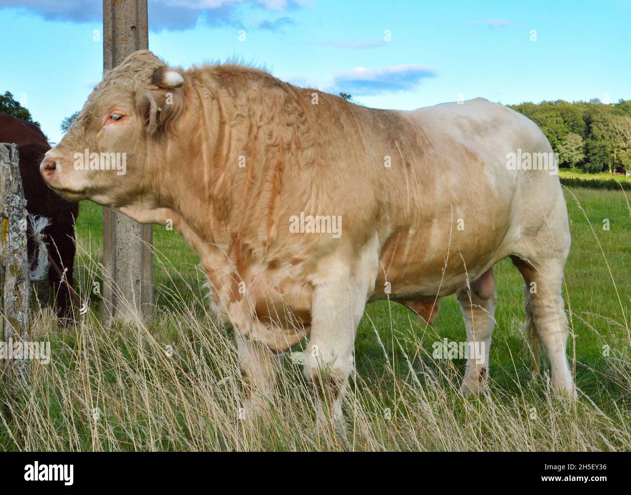Bull charolais cattle animal hi-res stock photography and images - Alamy