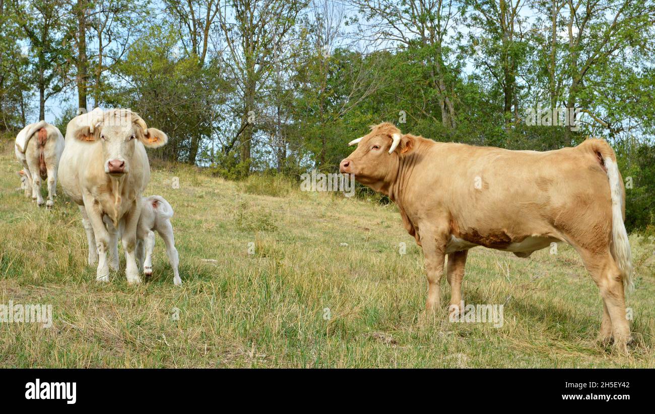 Calf breeding hi-res stock photography and images - Alamy