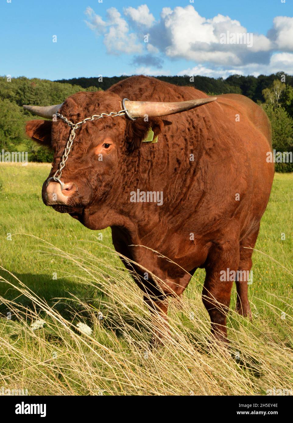 Salers breed hi-res stock photography and images - Alamy