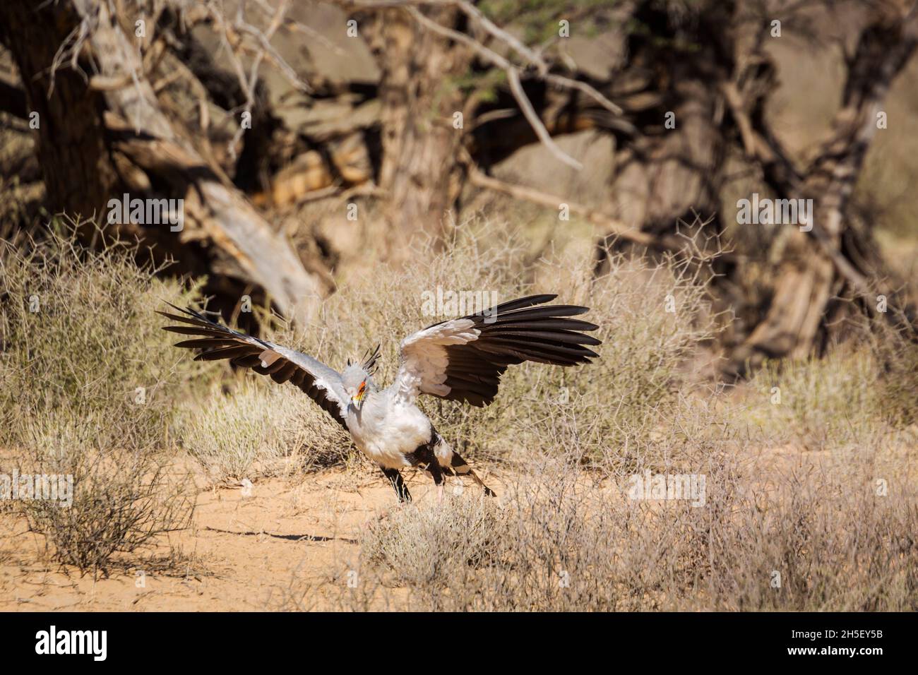 Secretary bird hunting with spread wings in Kgalagadi transfrontier ...