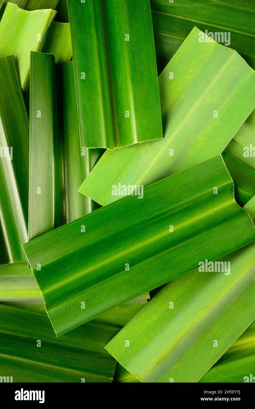 green fresh fragrant pandan leaves, background texture, closeup view ...