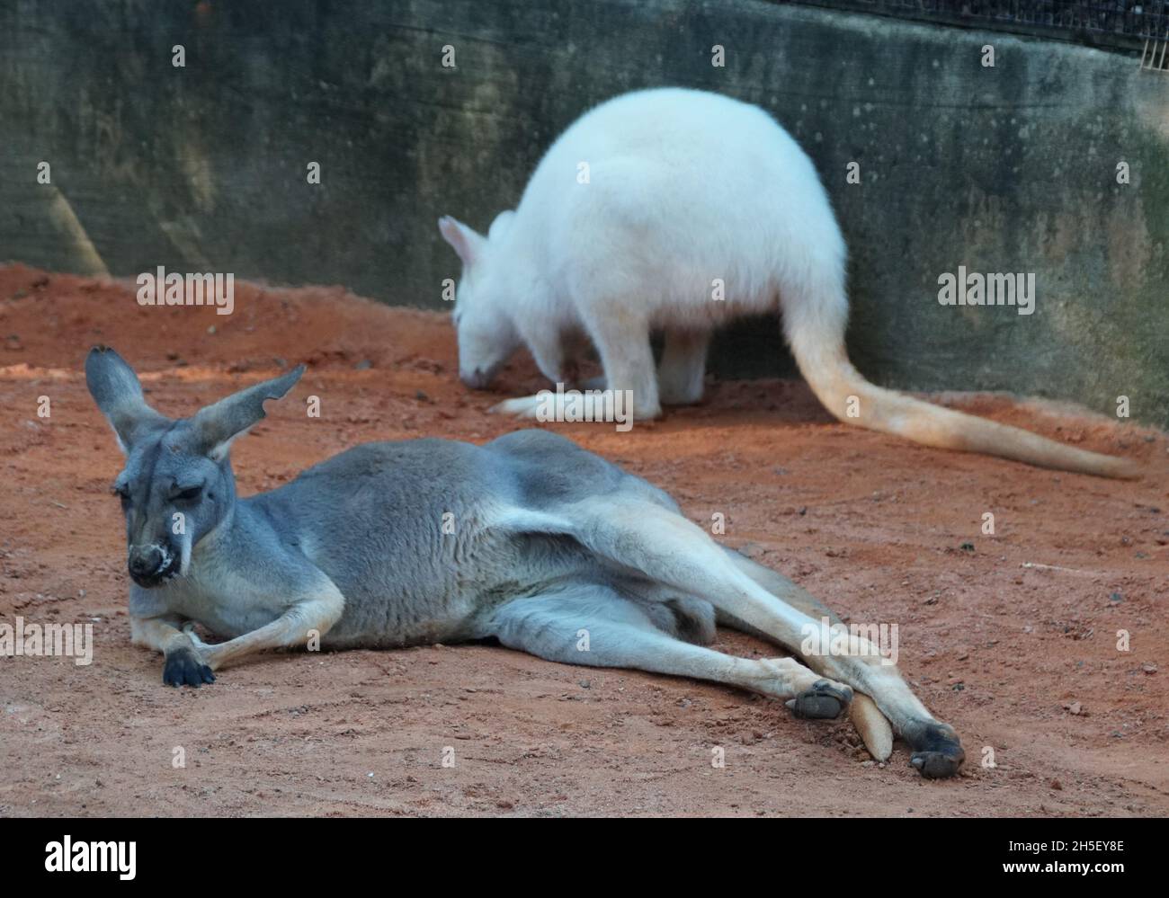 A brown kangaroo relaxing with a background of an albino kangaroo with ...