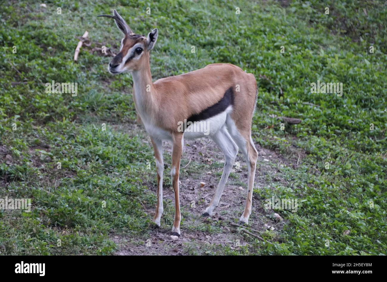 Gazelle standing hi-res stock photography and images - Alamy