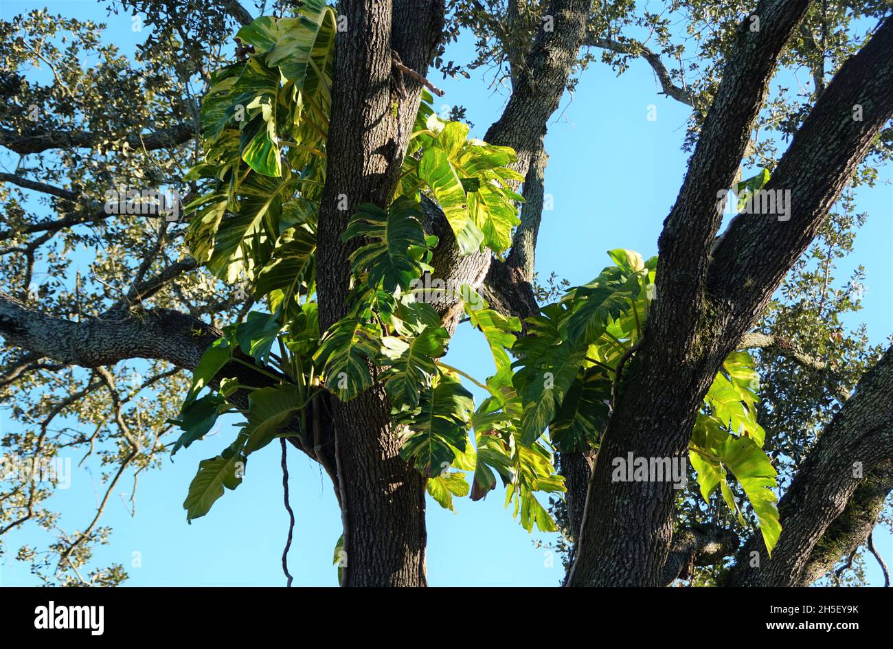 Giant Hawaiian Pothos climbing on top of a tree Stock Photo - Alamy