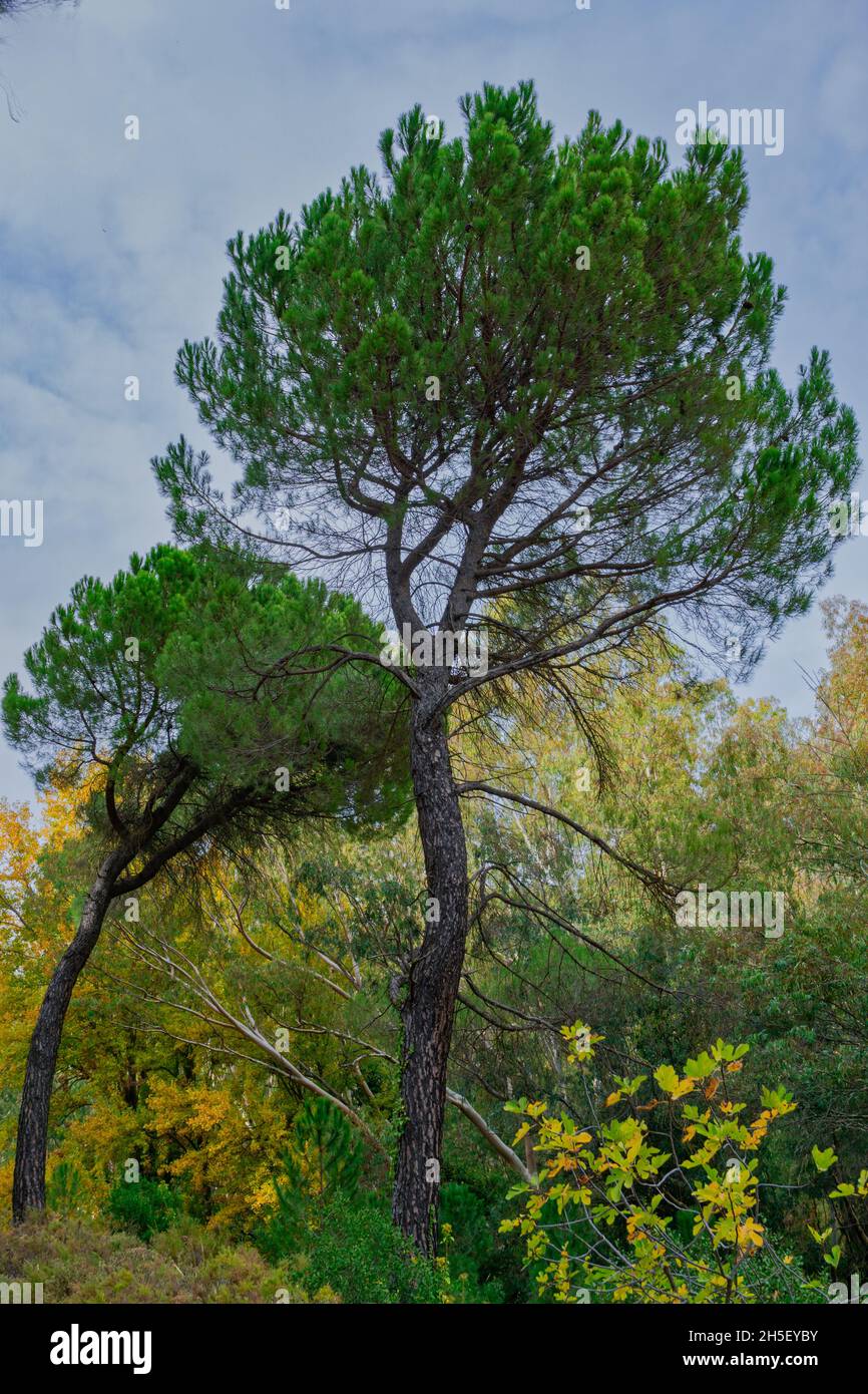 Scots pine, pinus sylvestris Stock Photo - Alamy