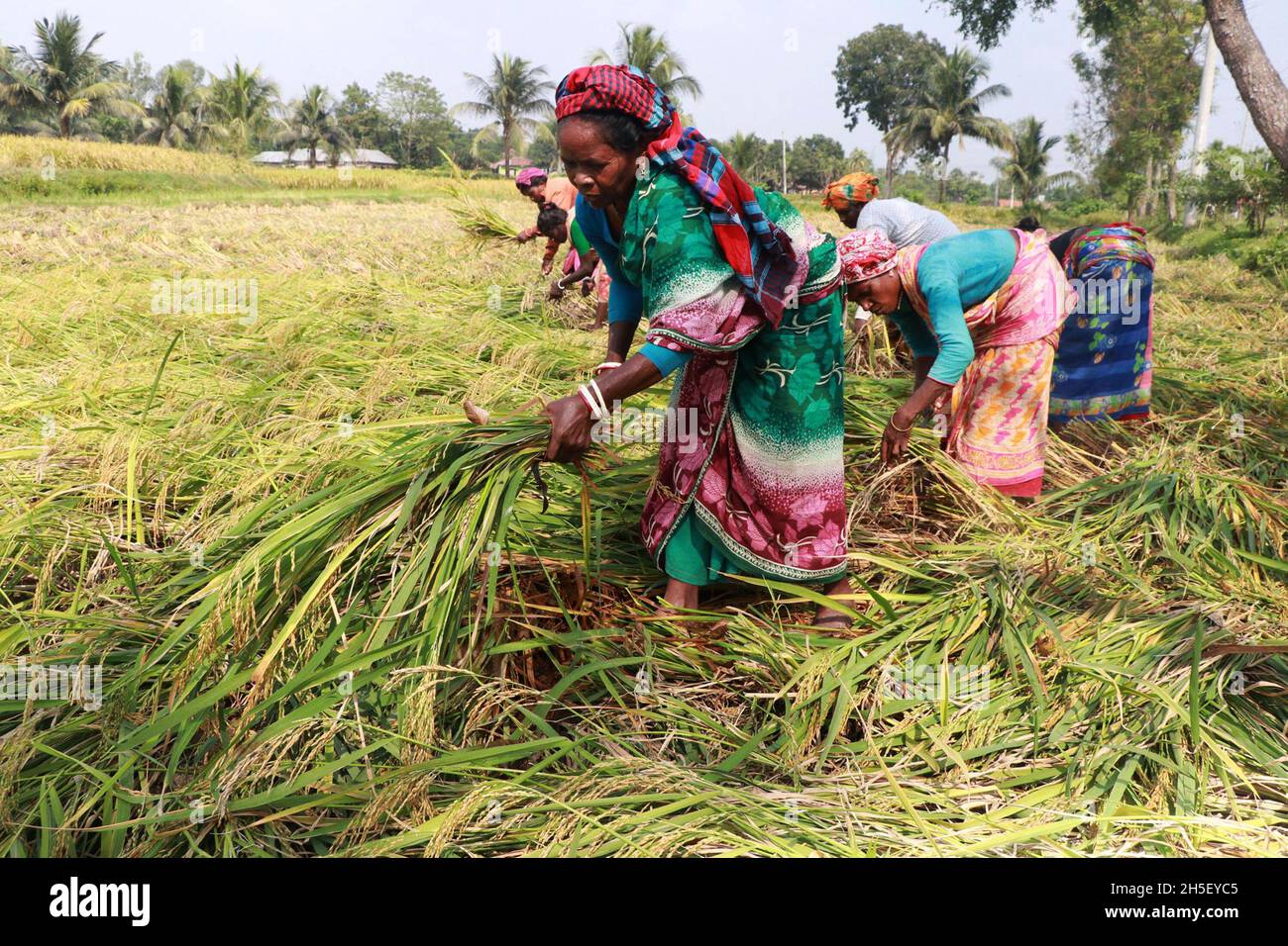 Women paddy field workers working hi-res stock photography and images ...