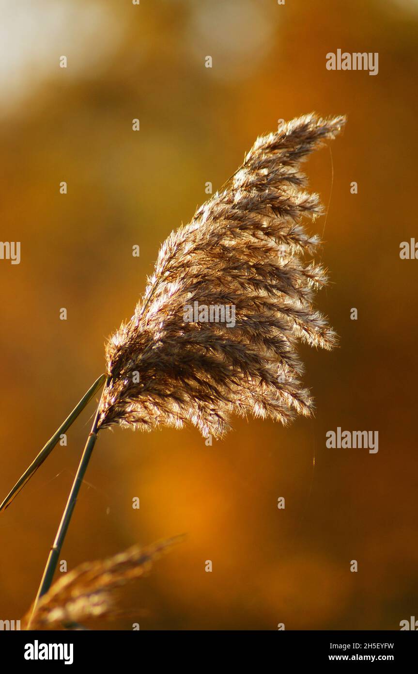 A seed ear of reed grass in autumn backlight Stock Photo - Alamy