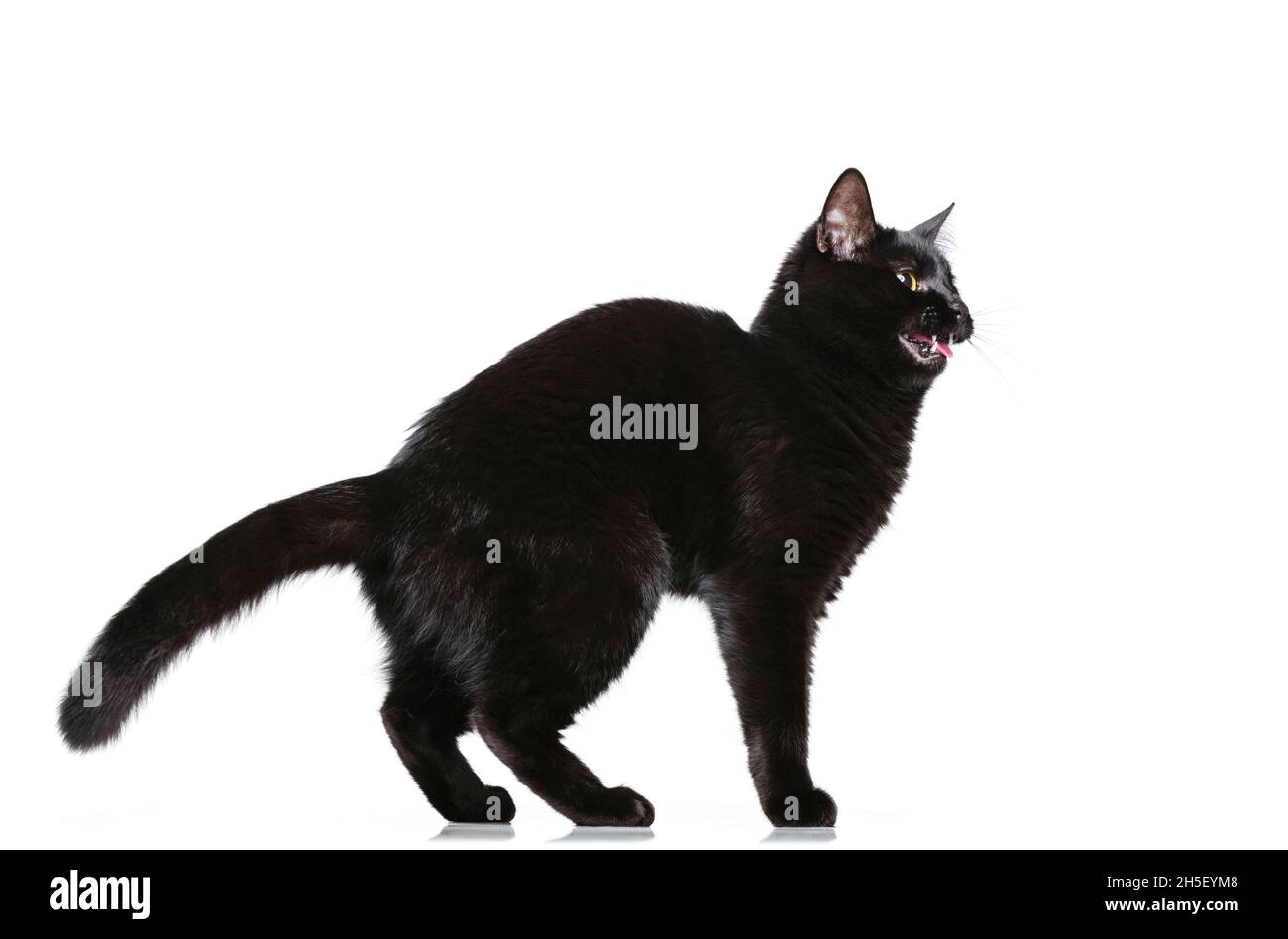 Sleek black hair hi-res stock photography and images - Alamy