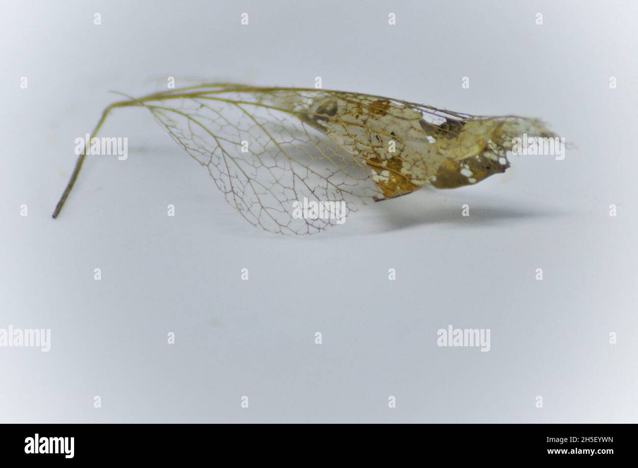 Decomposing leaf hi-res stock photography and images - Alamy
