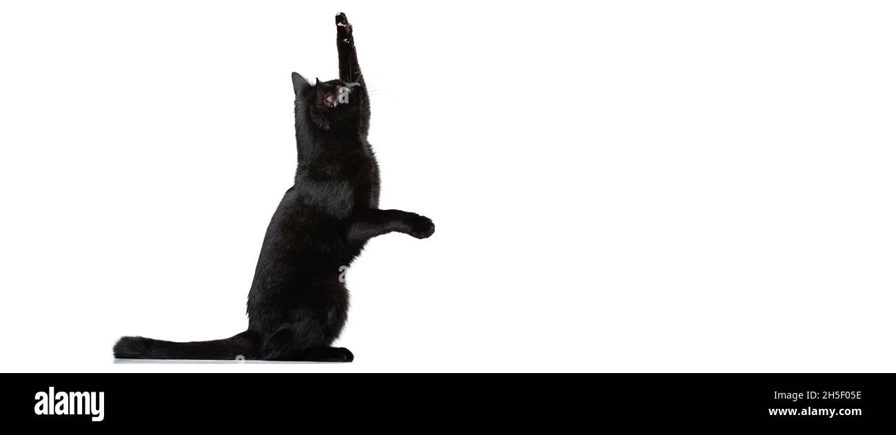 One adorable cute black purebred cat with shiny hair sitting and ...