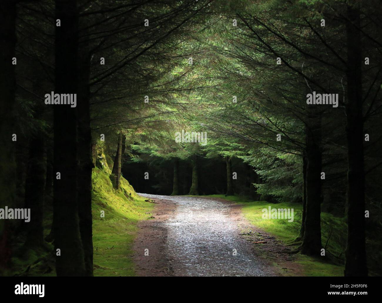 A section of one of the marked trails around the Whinlatter forest near ...