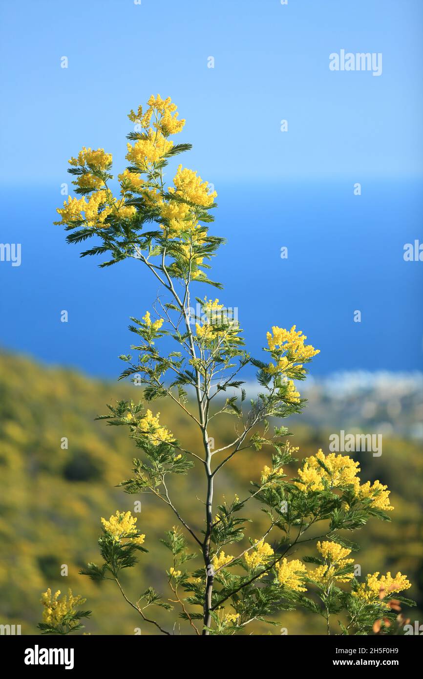 Mimosas dans le Massif du Tanneron, Alpes-Maritimes, 06, cote d'azur ...