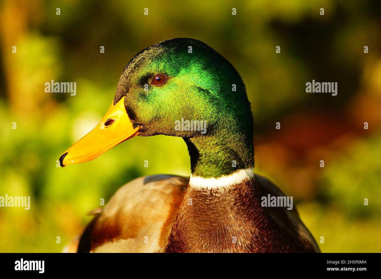 Portrait of a male mallard duck Stock Photo - Alamy