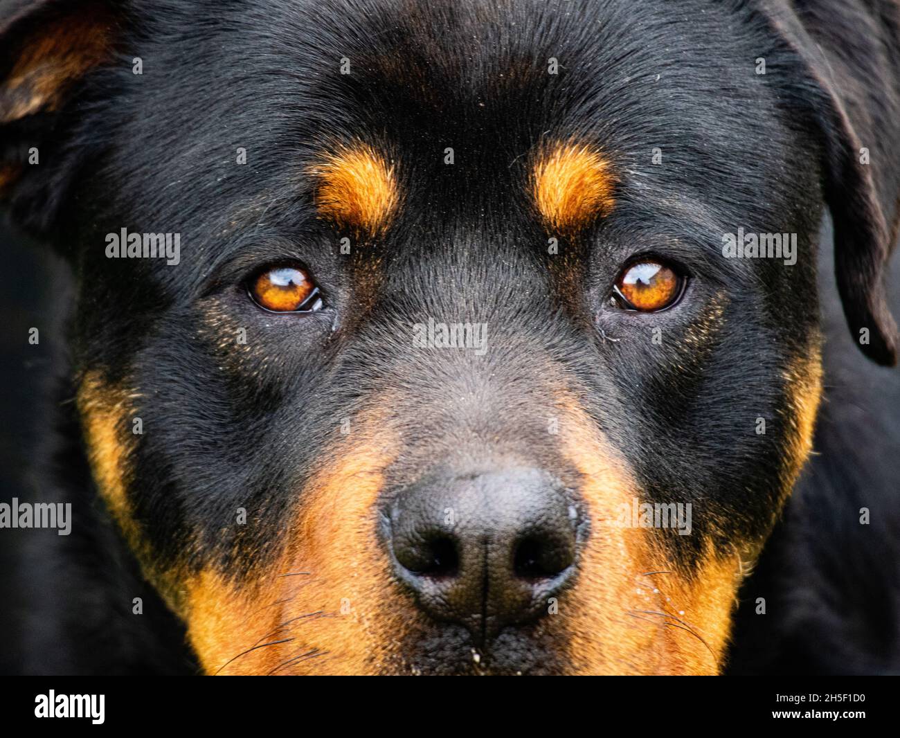 Closeup shot beautiful rottweiler hi-res stock photography and images ...
