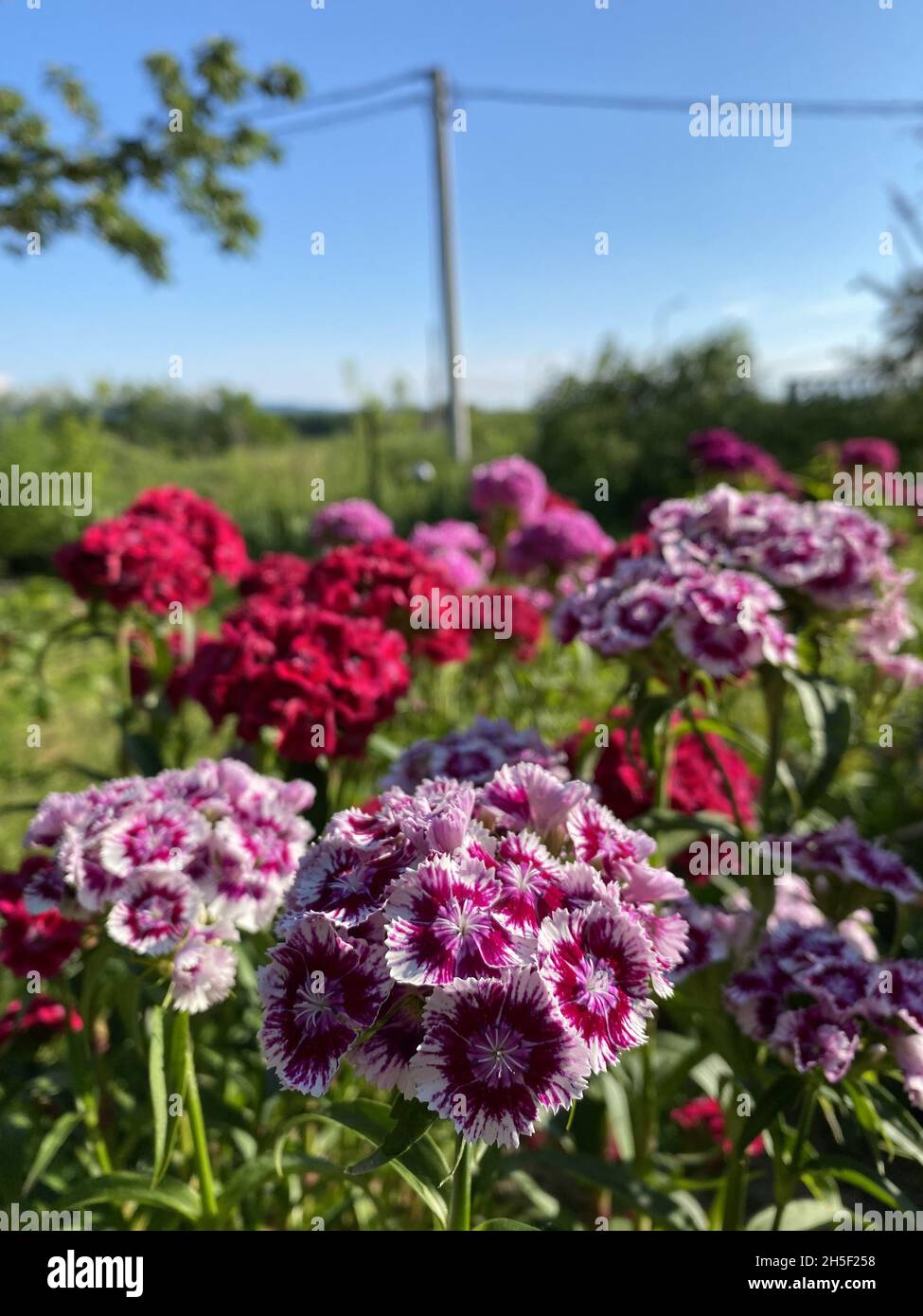 Closeup of beautiful colorful sweet william flowers in a garden Stock ...
