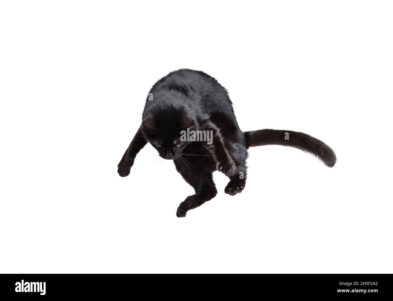 Portrait of beautiful playful breed cat jumping, flying isolated on ...