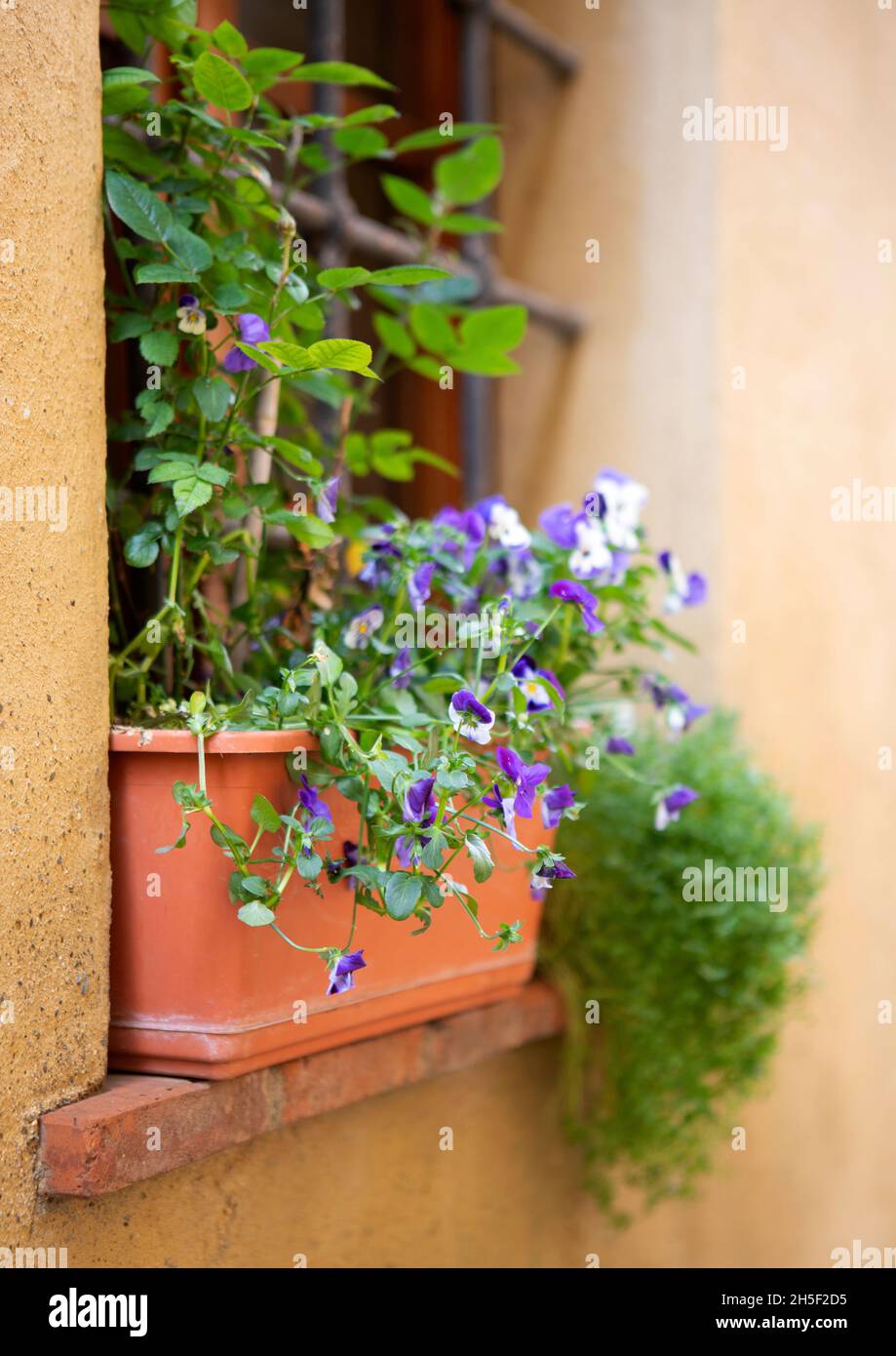 Italian window boxes hi-res stock photography and images - Alamy